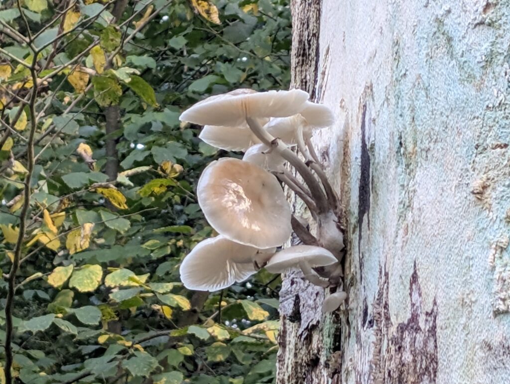 PXL_20251021_144127805 | Ireland: 2021 and on